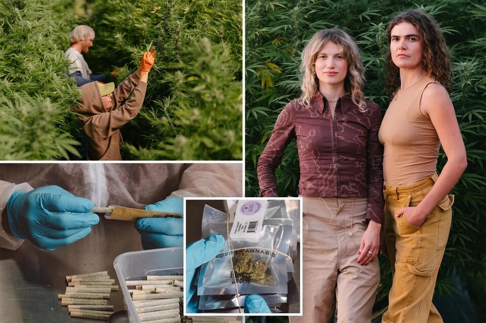Bargain buzz: NY pot farm moves 100,000 economical ‘dime bags’ under ...