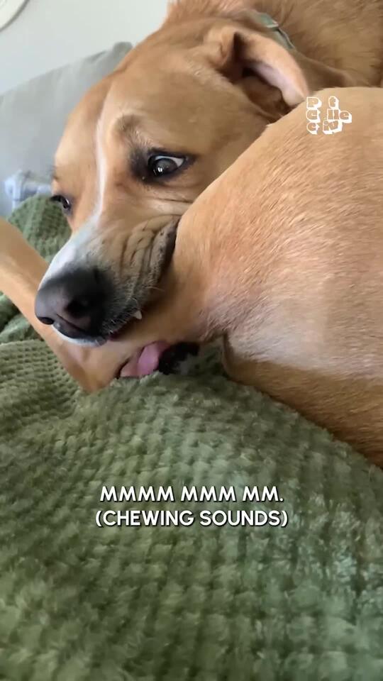 Confused Dog Tries To Chew on His Own Leg! - NewsBreak
