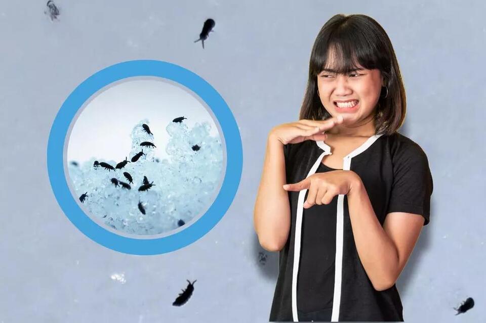 Illinois Winters Bring Snow Fleas; Here’s Why You Shouldn’t Be Alarmed ...