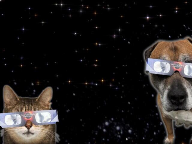 35 animals adopted during 'Priceless' eclipse adoption event - NewsBreak