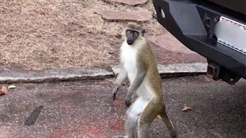 Mystery surrounds loose “gang of monkeys” in St. Louis as officials say ...