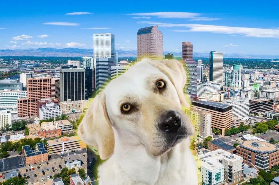 Colorado’s Dog Friendly Cities and Where They Rank in 2024 - NewsBreak