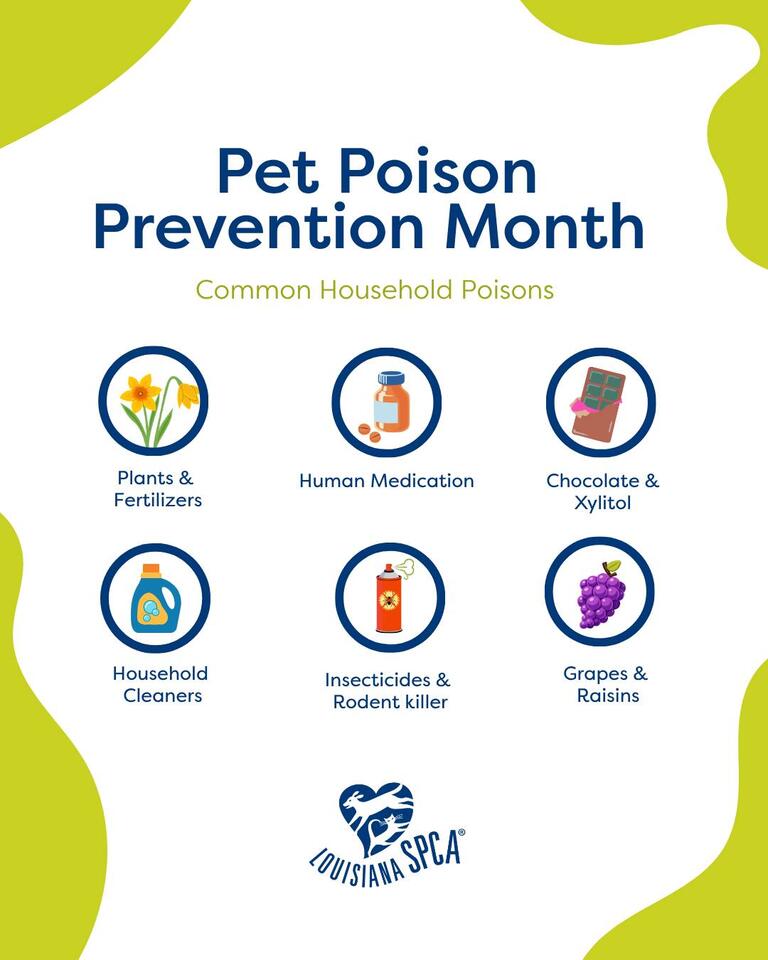 Poison Prevention Month pet safety tips - NewsBreak