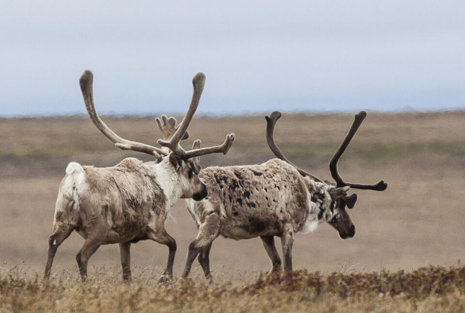 Alaska Native group sues Trump administration for nixing North Slope ...