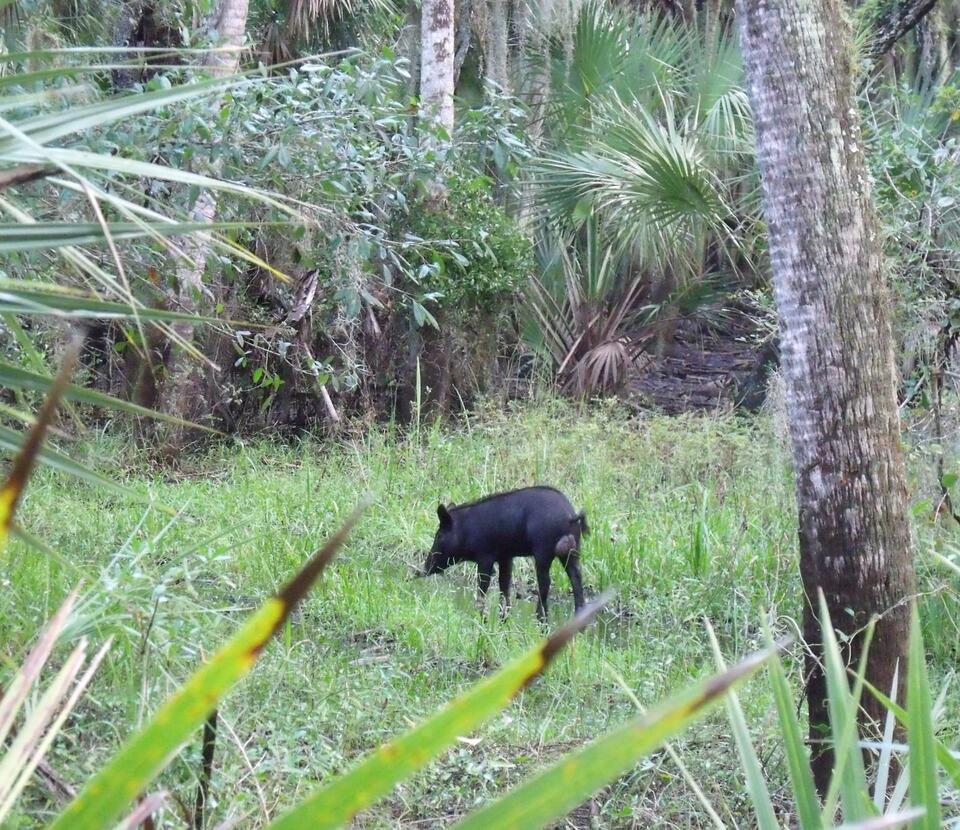 LETTER: County responsible for wild boar invasion - NewsBreak