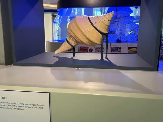 The Bailey-Matthews National Shell Museum is back and better!