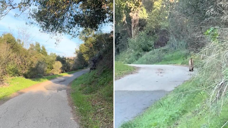 Biker captures incredible video of wild predator making its way across ...