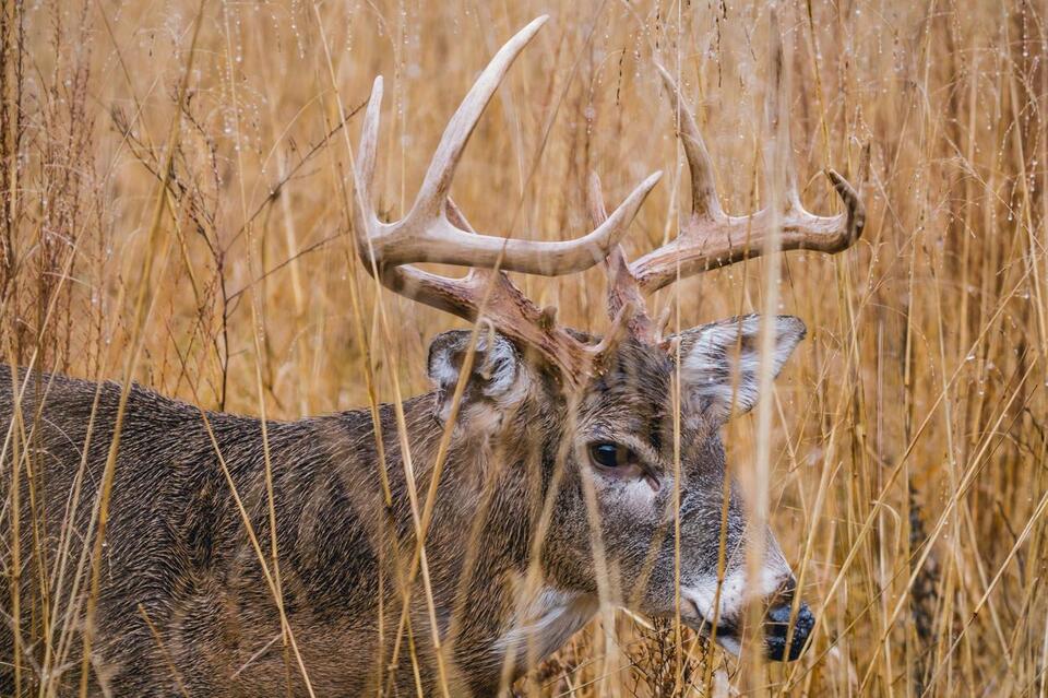 CWD Debate Ignites: New Louisiana Case Fuels Hunting Controversy ...