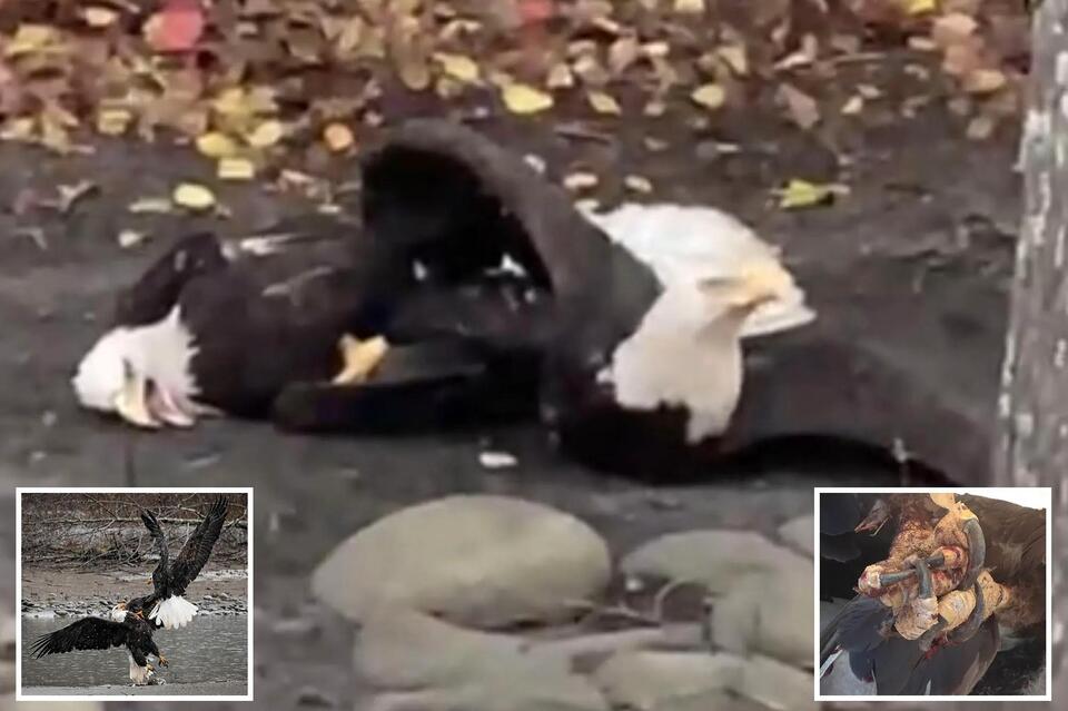 Bald eagles found locked on the ground in disturbing embrace for ...
