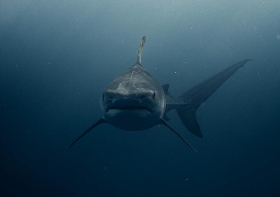 Why Do Sharks Attack? Scientists Reveal Startling New Insights - NewsBreak