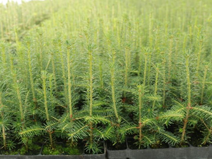 N.C. Forest Service tree seedlings go on sale July 1