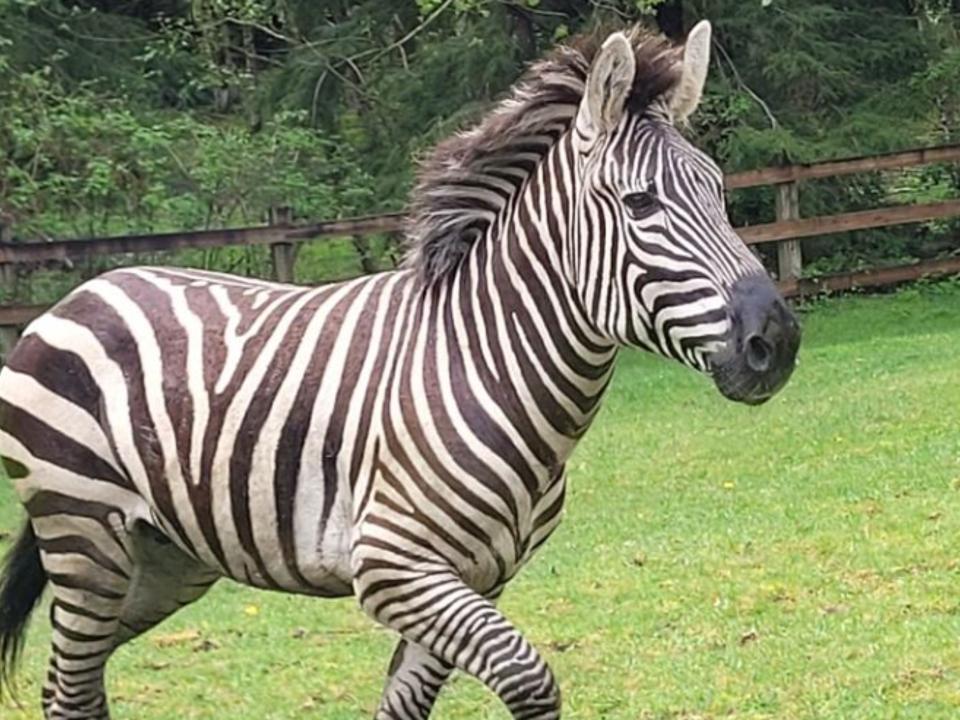 Everything we know about the missing zebra in WA right now