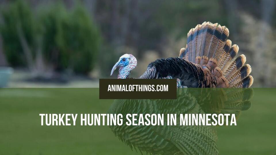 Turkey Hunting Season in Minnesota: Dates, Zones, Licenses, and ...