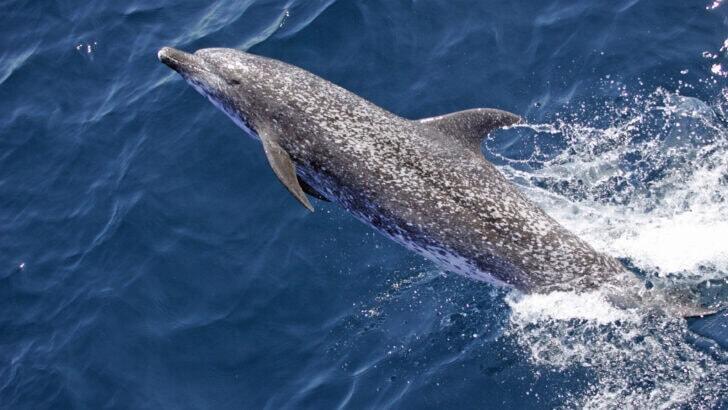 What Makes the Atlantic Spotted Dolphin Unique to Florida Waters ...