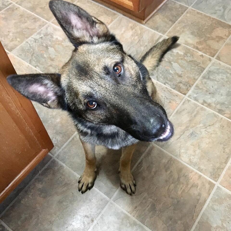Police Mourn the Loss of Beloved K9 Monte - NewsBreak