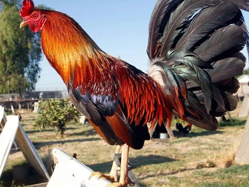 Animal fighting resolution approved