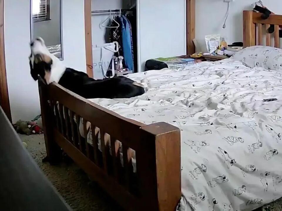 Security Cameras Capture ‘Emotional Support Dog’ Coming to Anxious ...