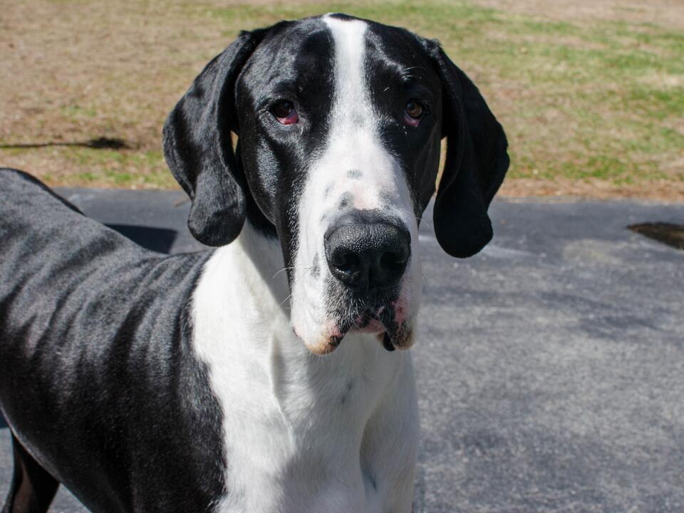 Great Dane Crowned World S Tallest Dog By Guinness World Records