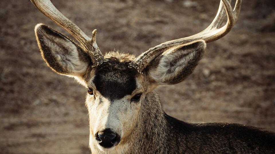 Common deer calibers often blamed when bullet choice is the real issue ...