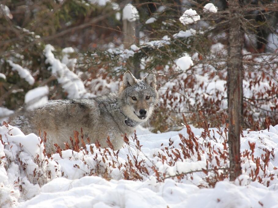 Former DNR warden under investigation for wolf killing posted online ...