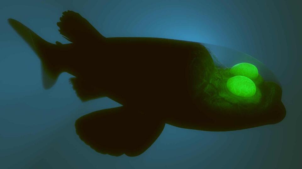 14 Amazing Transparent Animals - NewsBreak