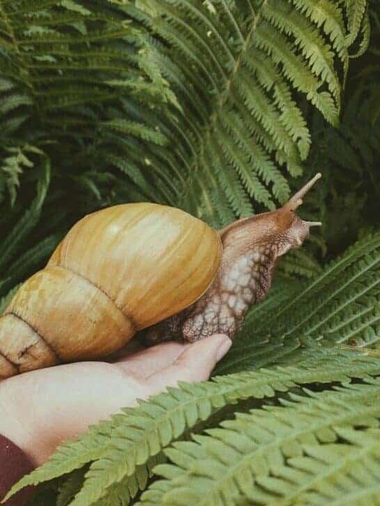 Discover the World’s Largest Land Snail - NewsBreak