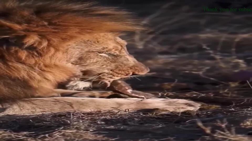 No Regrets Lion eats Internal Organs Why Finally the lion first eats ...