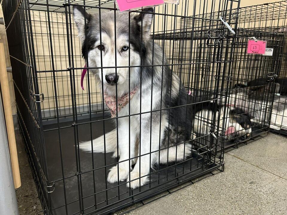 SCRAPS spays and neuters 100 dogs to address Spokane’s dog ...