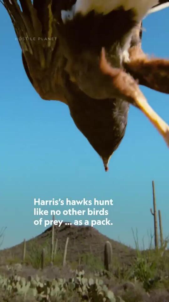 The Harriss hawks of the Sonoran Desert hunt like no other birds of ...