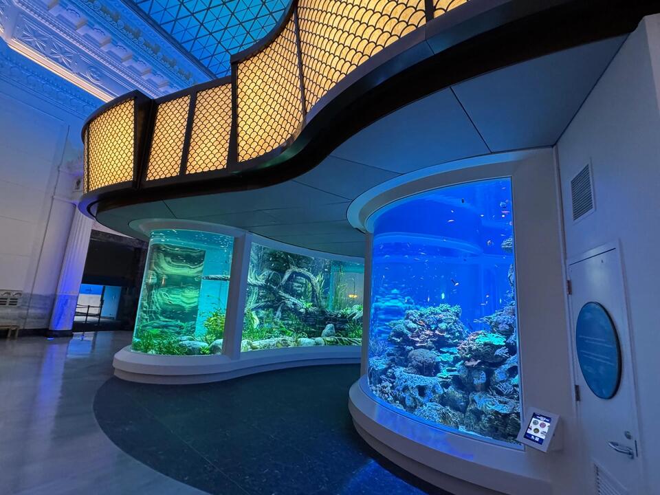 Shedd Aquarium unveils new Wonder of Water exhibit in rotunda - NewsBreak