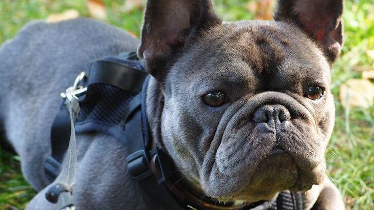 5 Stubborn Dog Breeds You Might Want to Avoid - NewsBreak