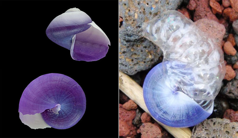 Super-Rare Janthina Sea Snails Wash Ashore in San Diego - NewsBreak