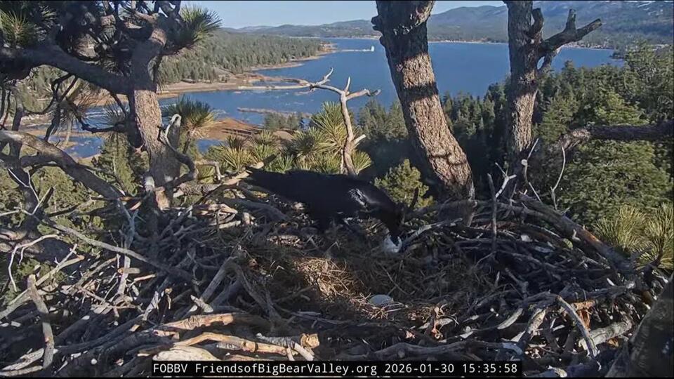 Ravens eats bald eagle egg at Big Bear nest - NewsBreak