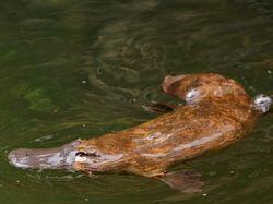 How The Platypus Lost Its Stomach