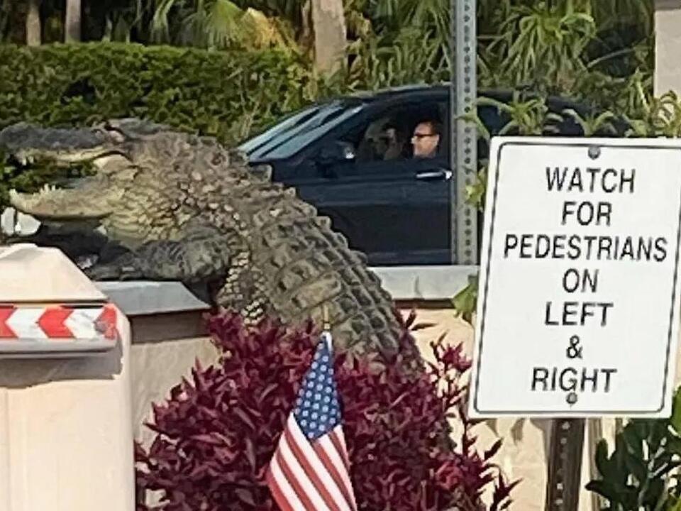 Big Ol’ Alligator Climbs Up A Wall In Florida