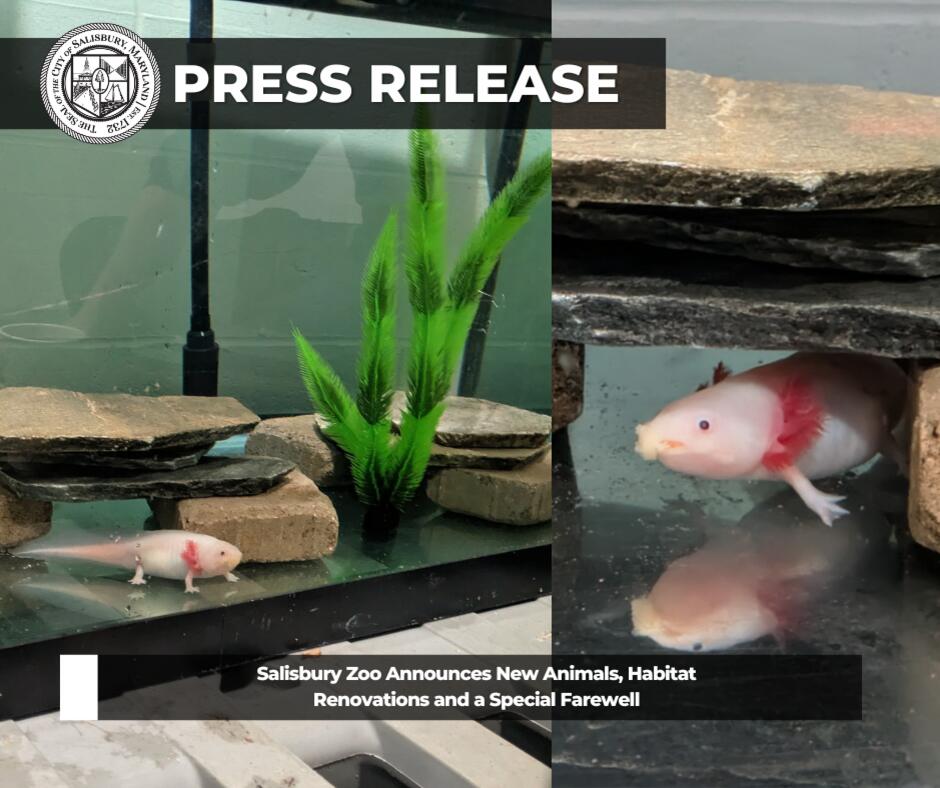Salisbury Zoo Announces New Animals, Habitat Renovations and a Special ...