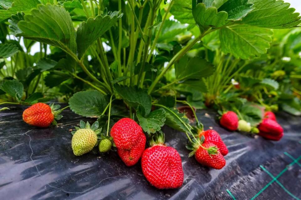 Farmers scramble to protect strawberry crops before Valentine's Day ...
