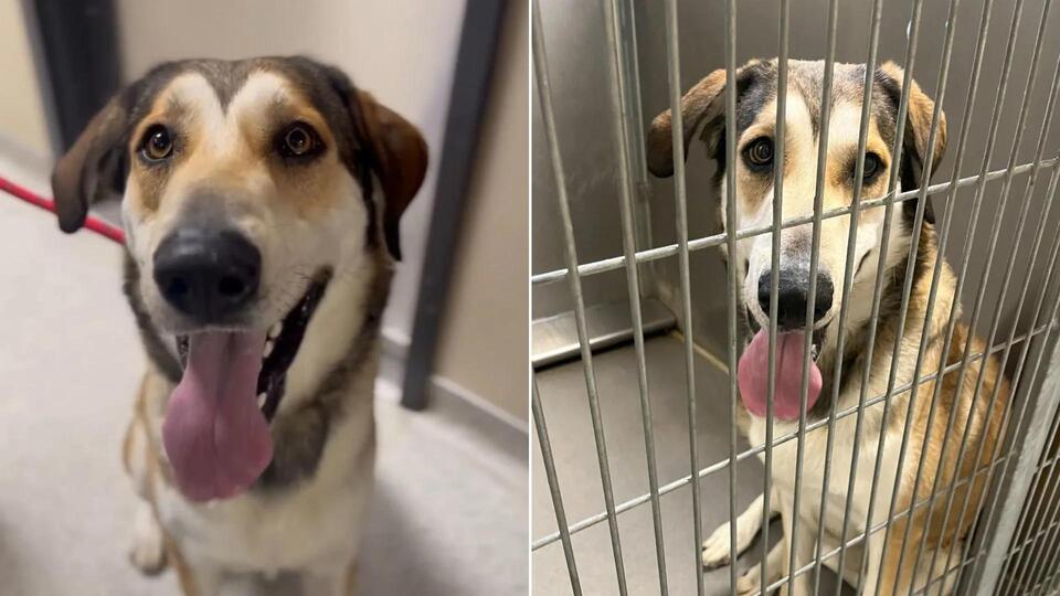 Rescue Dog Returned To Shelter After Only An Hour Because He Was Too ...
