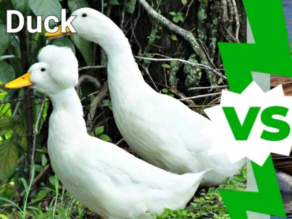 Duck vs Goose: 5 Key Differences for These Birds!