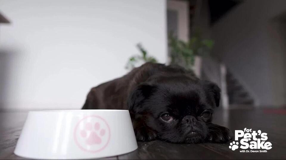 What to know about parvo in puppies - NewsBreak