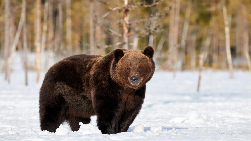 Video of Grizzly Bear Waking Up from Snowy Hibernation Den Is Adorable ...