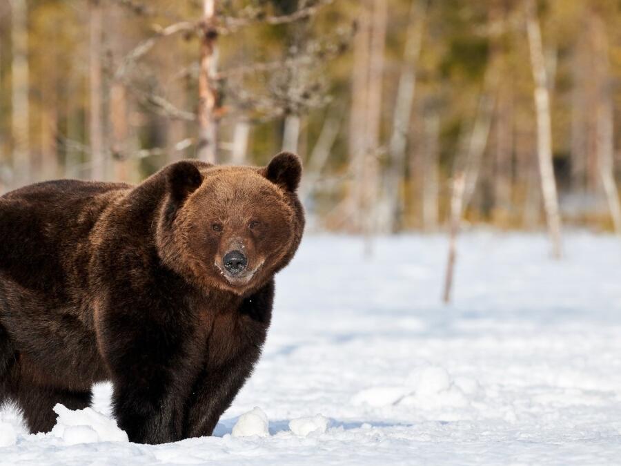 Video of Grizzly Bear Waking Up from Snowy Hibernation Den Is Adorable