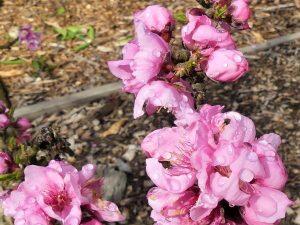 6 Best Peach Trees To Grow In Dallas Texas