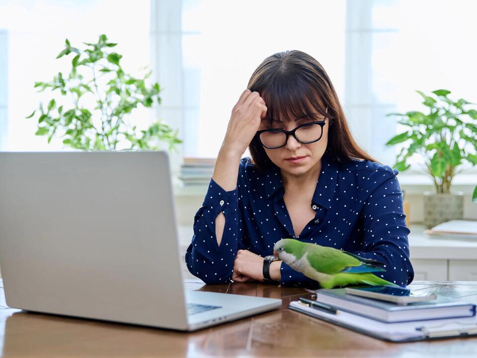 Sneak peek: dvm360 heads to Nashville, and other veterinary news