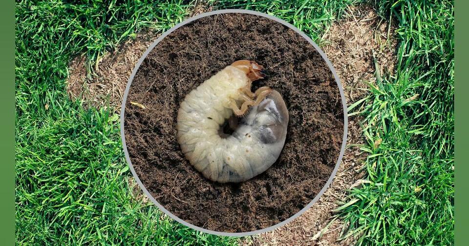 Everything You Need to Know About Lawn Grubs - NewsBreak