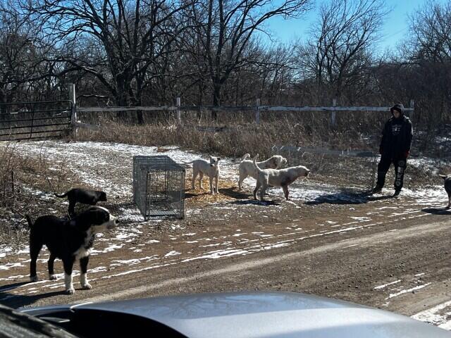 'Terrorizing': Oklahoma Alliance for Animals rescues Beggs hoarder’s ...