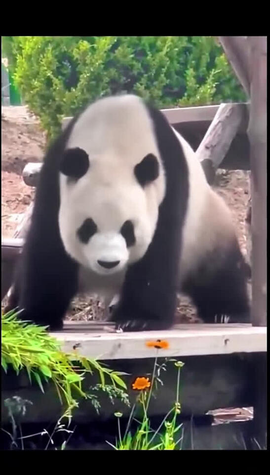 Pandas know how to dance panda dance parceirosoundon - NewsBreak