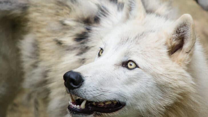 Dire Wolves Were Real—And Very Different From Game of Thrones - NewsBreak