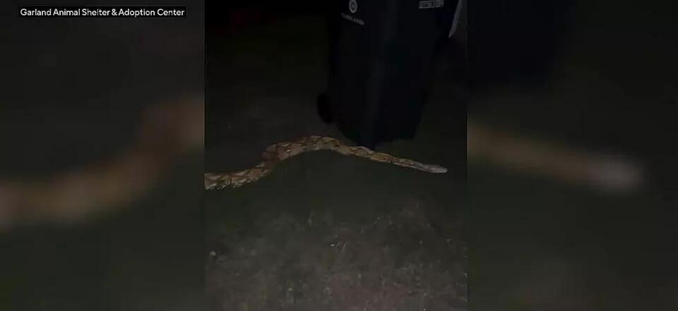 Texas Man Trapped on Truck by Massive 15-Foot Python - NewsBreak