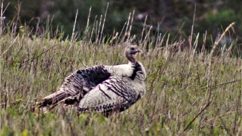 Outsider Spots Rare Piebald Turkey in Great Smoky Mountains National ...